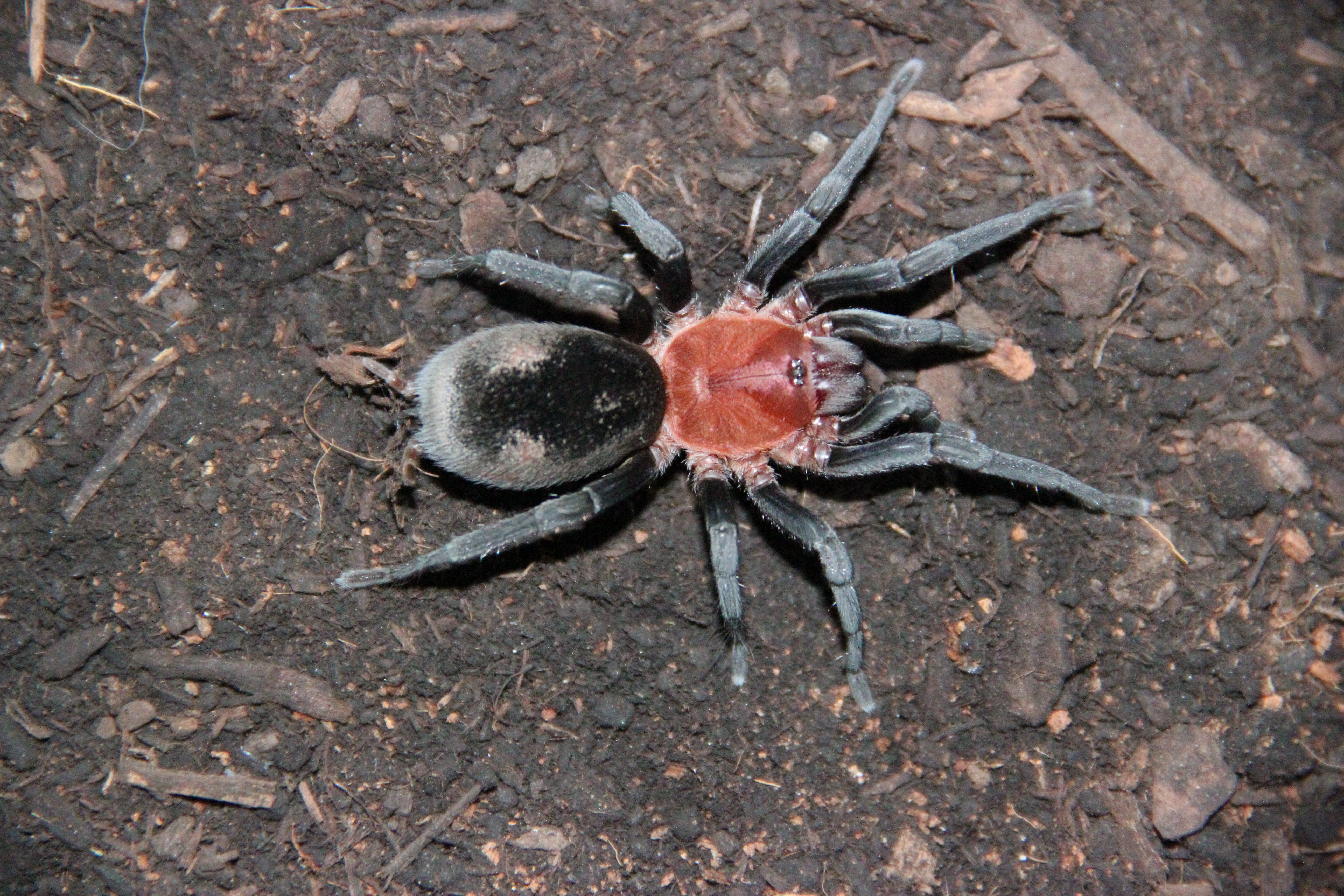 0.0.1 Bumba horrida - Juvenile