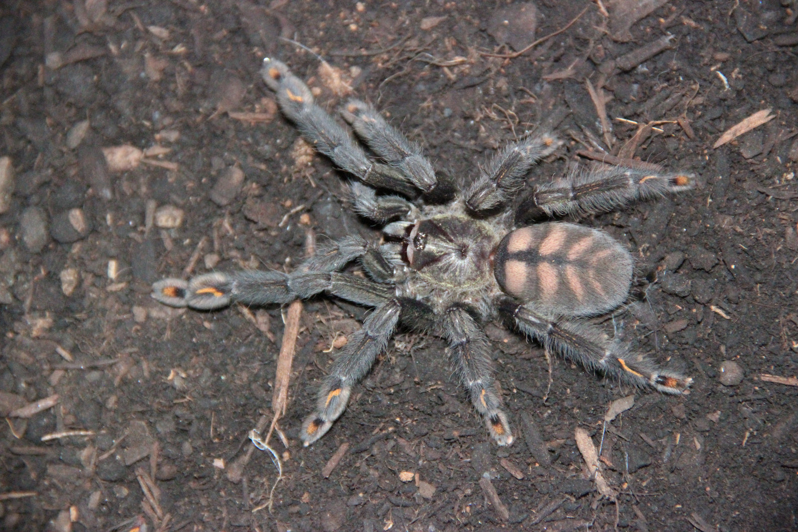 1.0.0 Psalmopoeus irminia - Juvenile Male