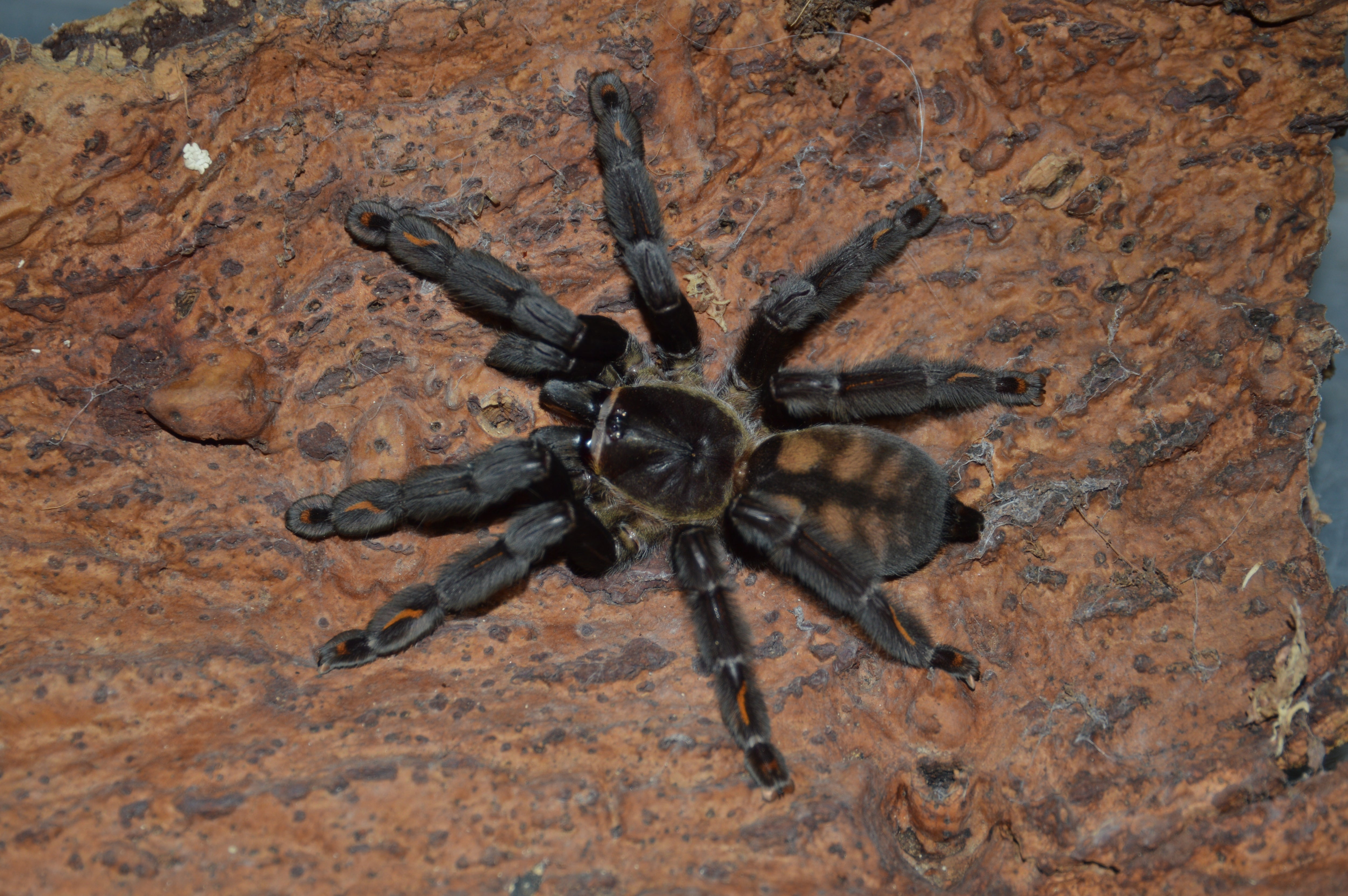 1.0.0 Psalmopoeus irminia - Juvenile Male