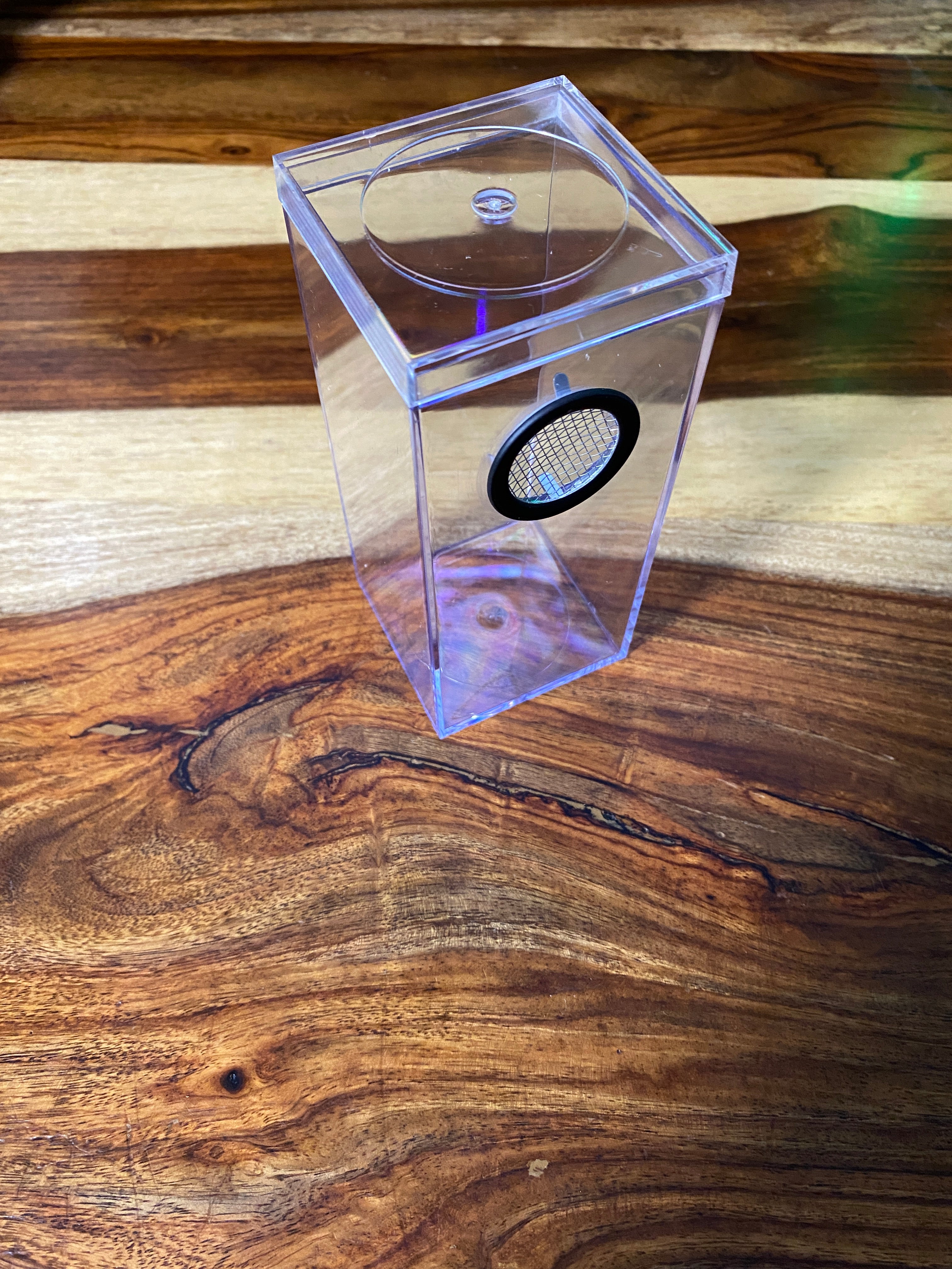 Spiderling Arboreal Enclosure (Non Aviculariianae sp.)